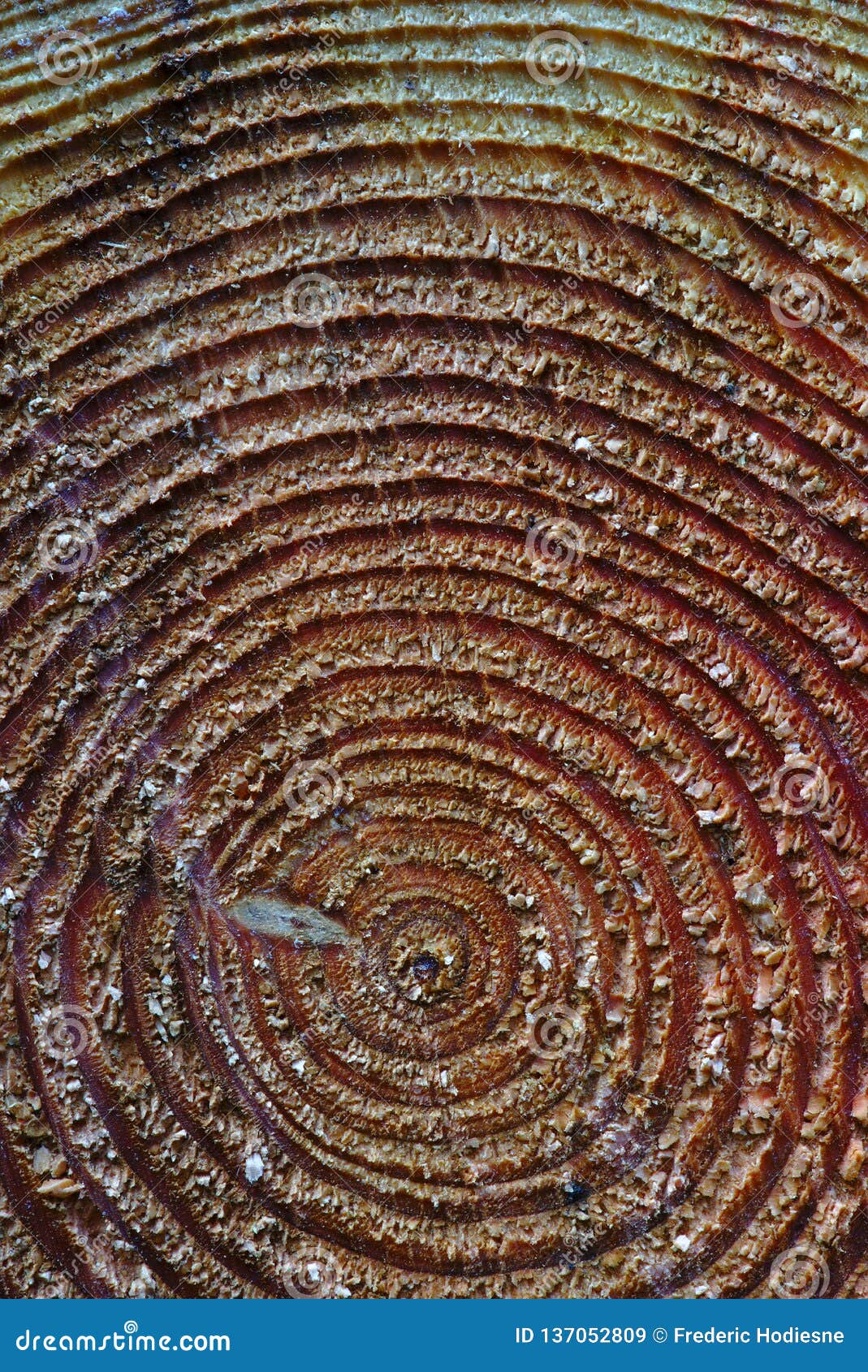 Concentric Circles of a Cut Tree Trunk Stock Image - Image of model ...