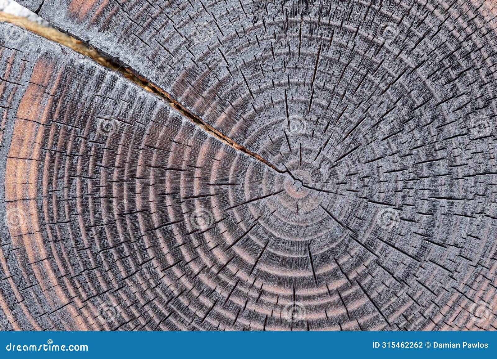 Concentric Growth Rings in the Body of the Cedar Tree Stock Photo ...