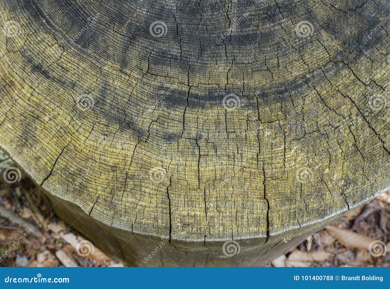 Annual Growth Rings of a Tree Stump Stock Photo - Image of stump ...
