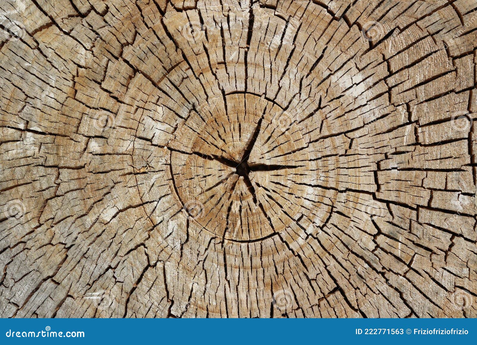 Concentric Rings of the Section of a Cut Tree Trunk Stock Image - Image ...