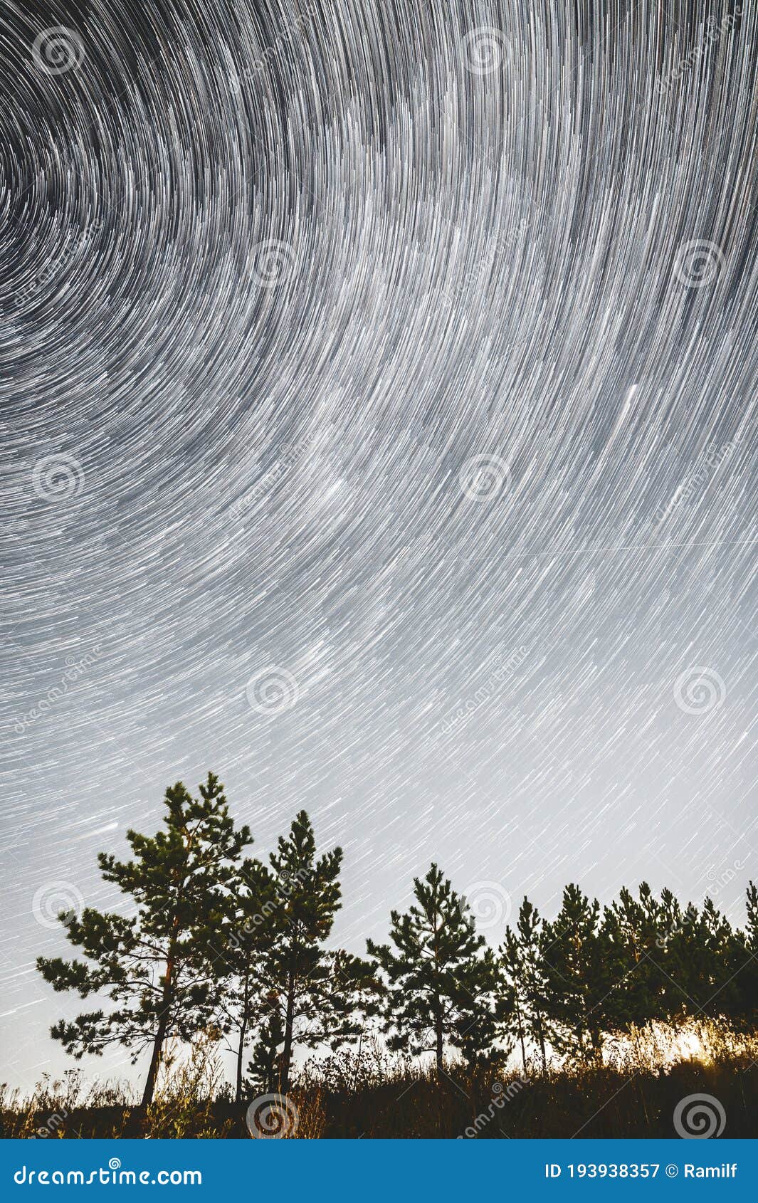 Concentric Star Tracks in the Night Sky. Pine Trees on the Background ...