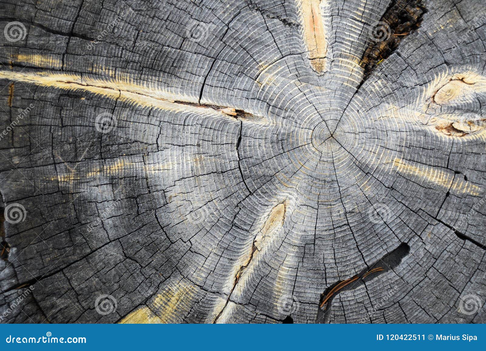 Tree Rings Old Weathered Wood Texture Royalty-Free Stock Image ...