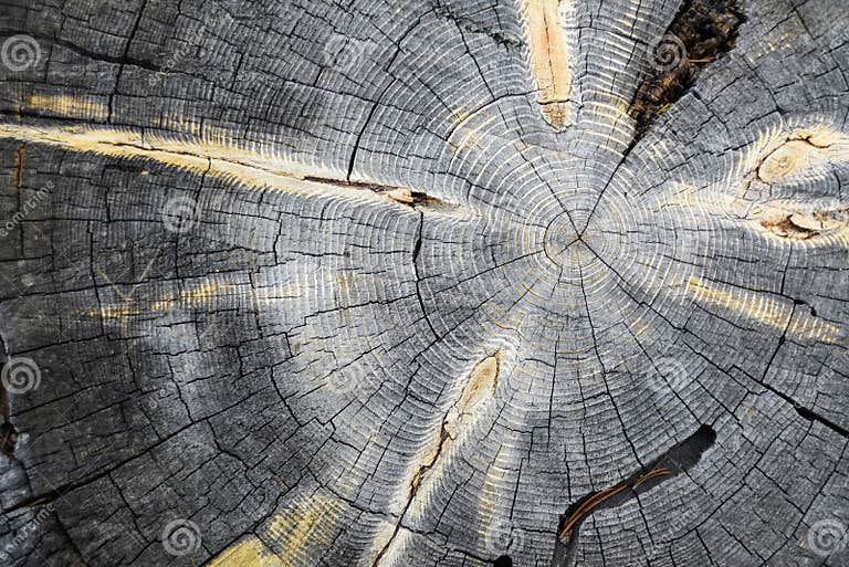 Concentric Tree Rings stock image. Image of industry - 120422511