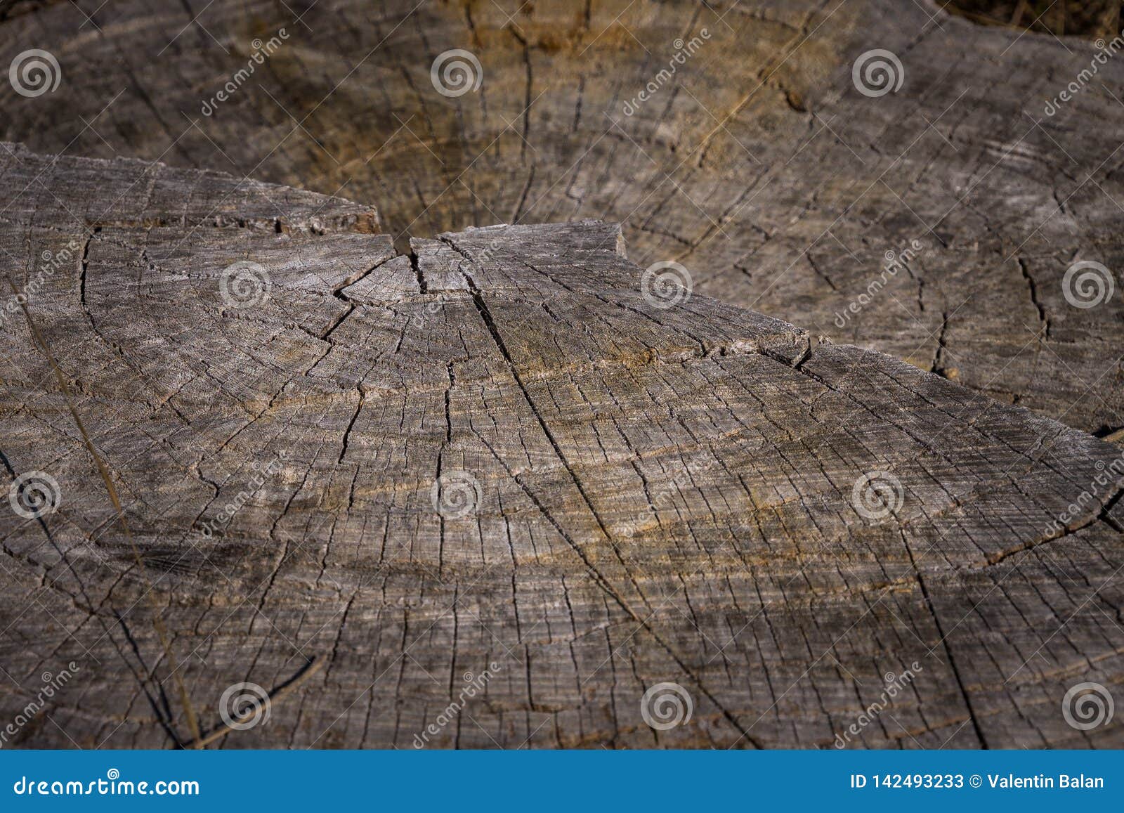 Concentric Tree Rings. stock illustration. Illustration of annual ...