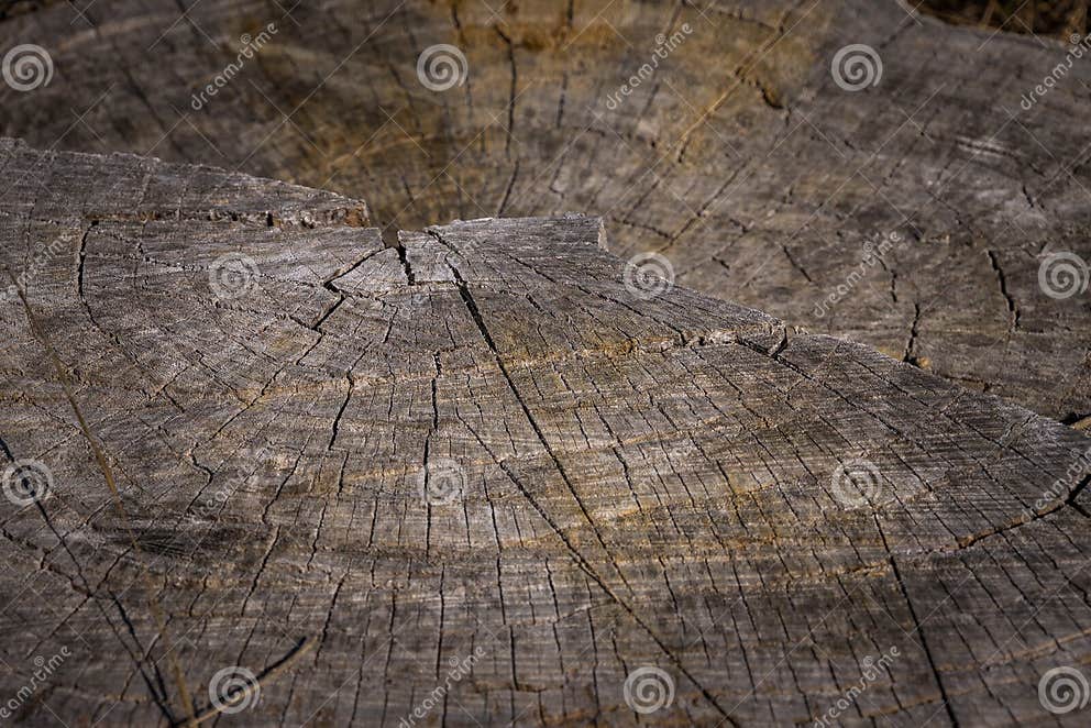 Concentric Tree Rings. stock illustration. Illustration of annual ...