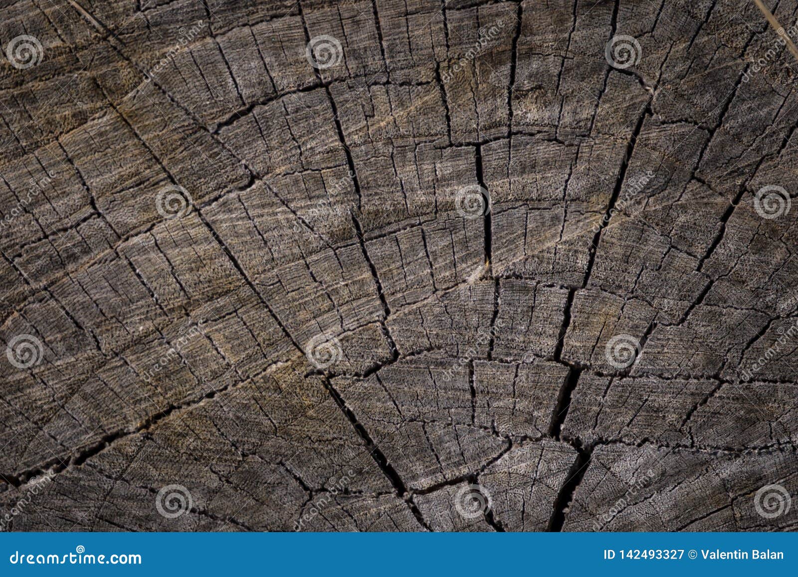 Concentric Tree Rings. stock image. Image of shape, concentric - 142493327