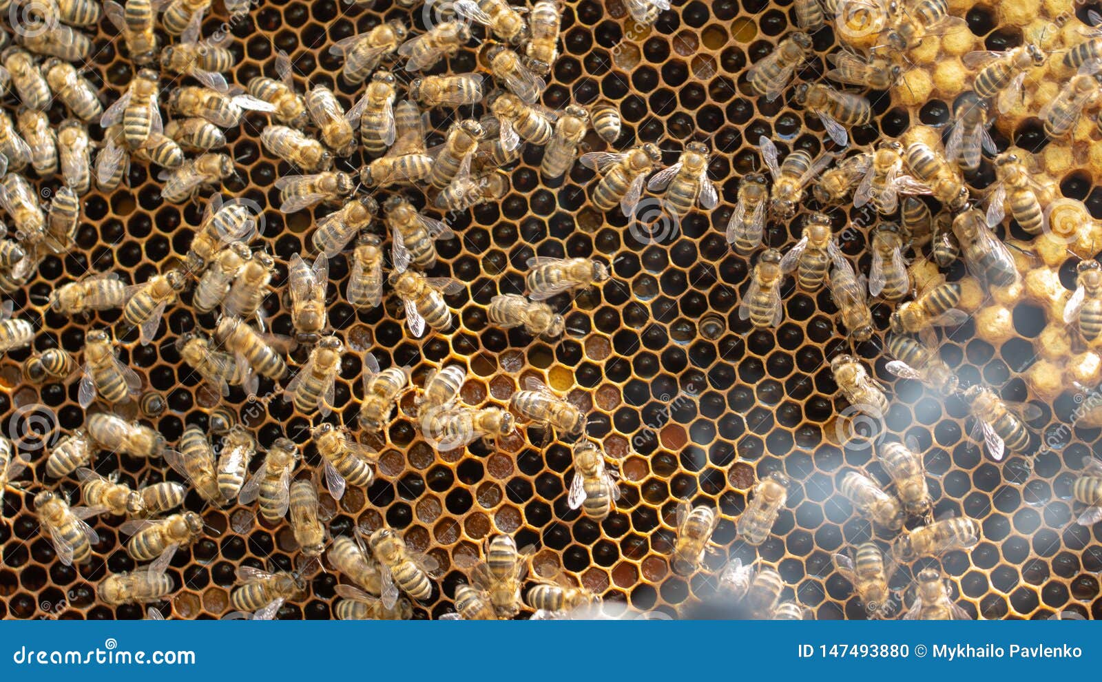 The Concept of Beekeeping, the Texture of a Honeycomb Cell, on Which ...
