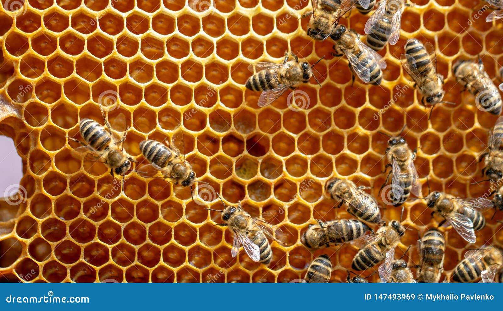 Back Ground Honey Comb Stock Photos - Free & Royalty-Free Stock Photos ...