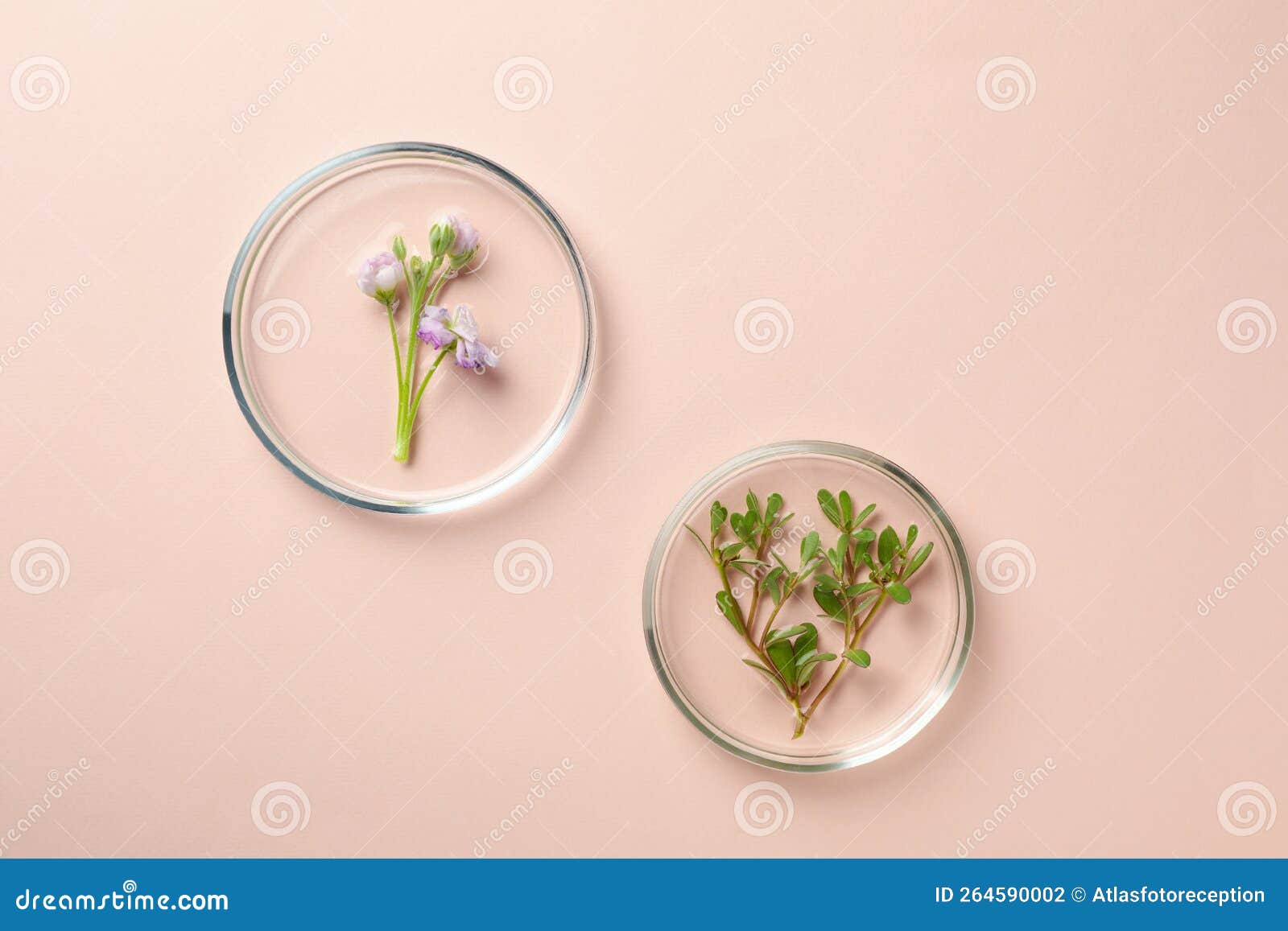 Concept of Biology Research with Flowers, Top View Stock Photo - Image ...