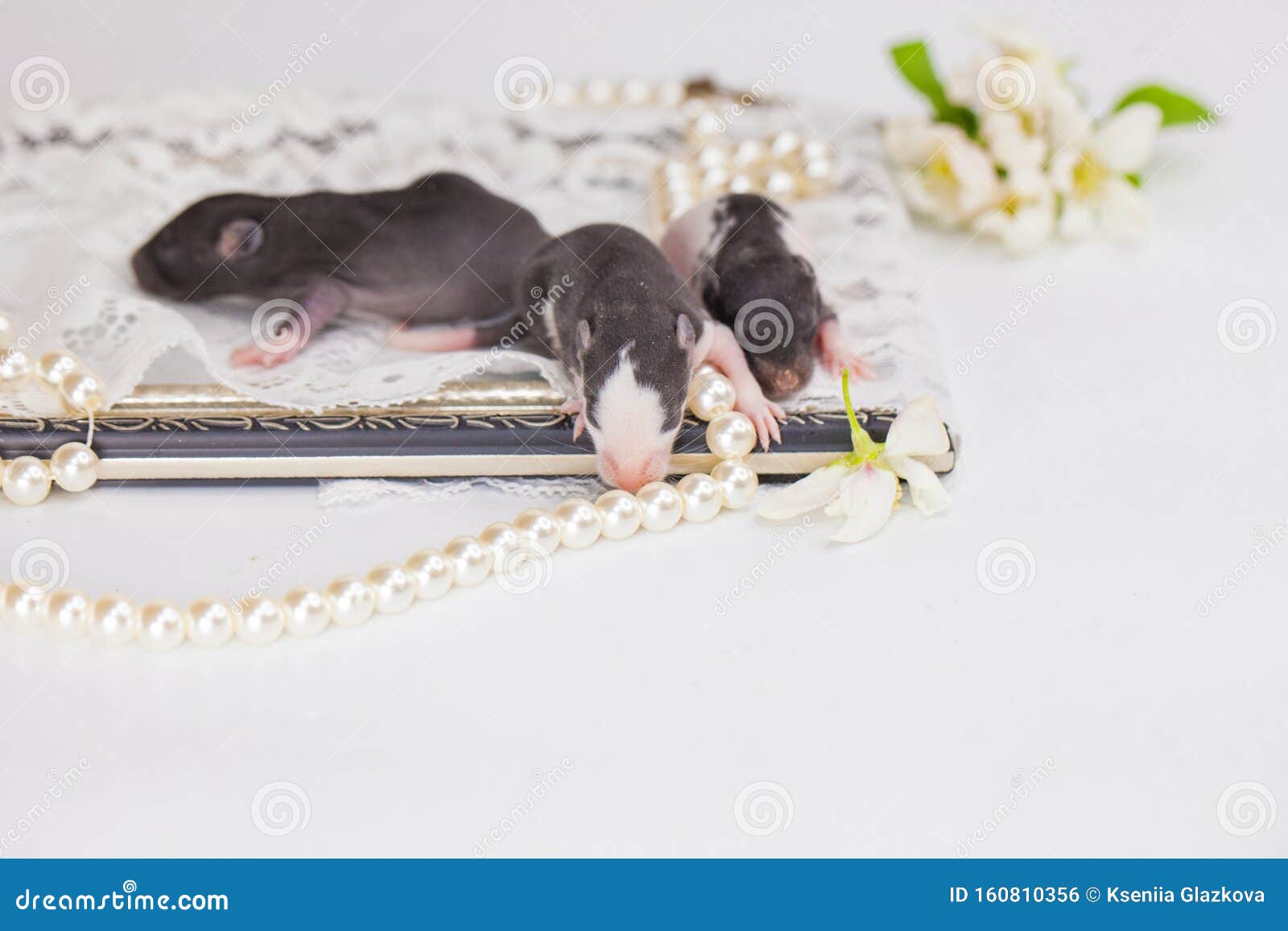 The Concept of Birth. Young Rats Close Up Stock Photo - Image of ...