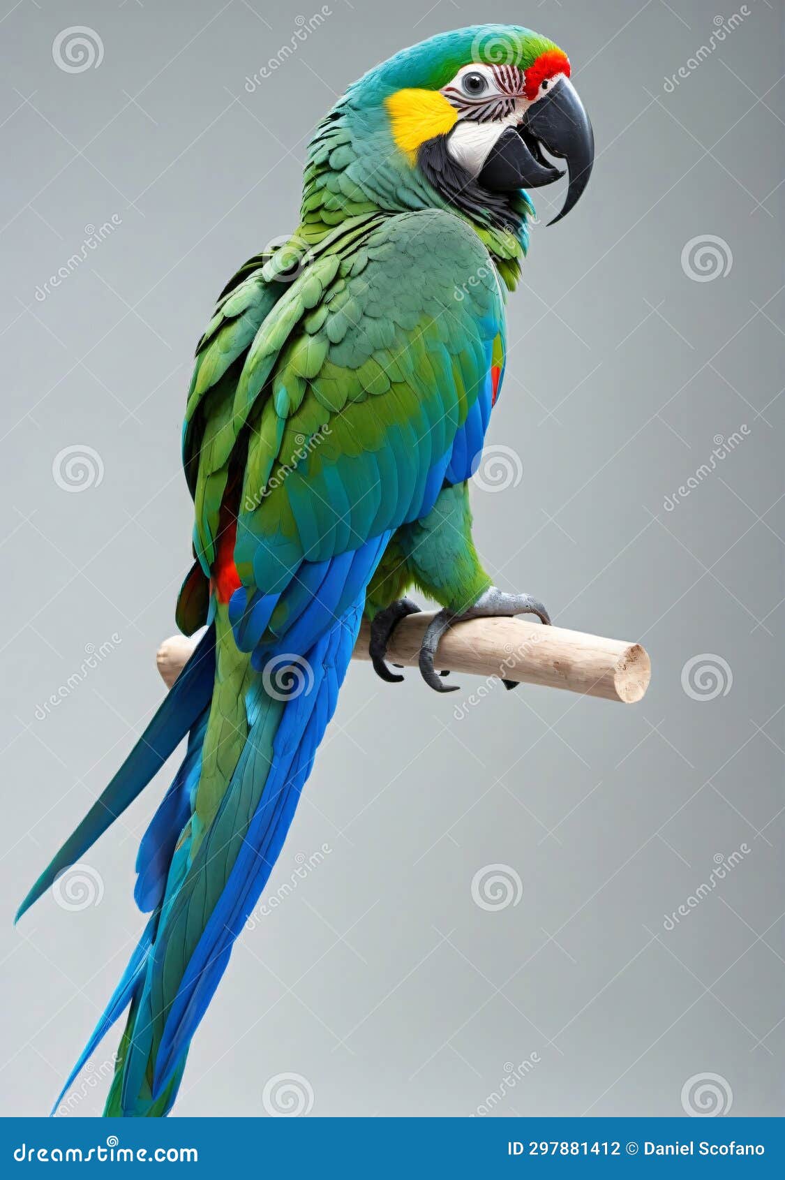 Blue-Winged Macaw Isolated on a White Background. Generative AI Stock ...