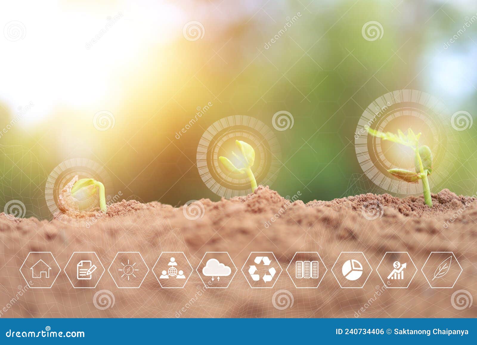 Concept of Business Growth, Tree Growth in Nature Stock Photo - Image ...