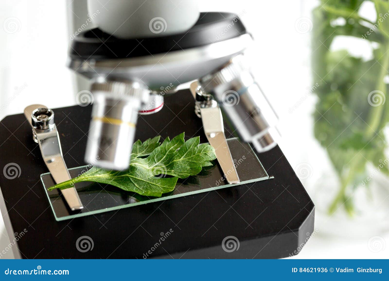 Concept - Check Dietary Supplements in Laboratory on Microscope Stock ...