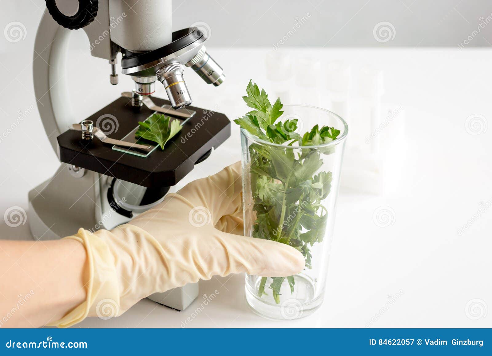 Concept - Check Dietary Supplements in Laboratory on Microscope Stock ...