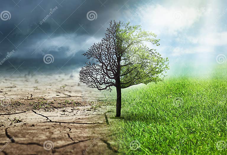 Concept of Climate Changing. Half Dead and Alive Tree Outdoors Stock ...