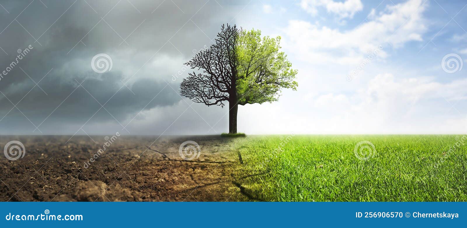 Concept of Climate Changing. Half Dead and Alive Tree Outdoors, Banner ...