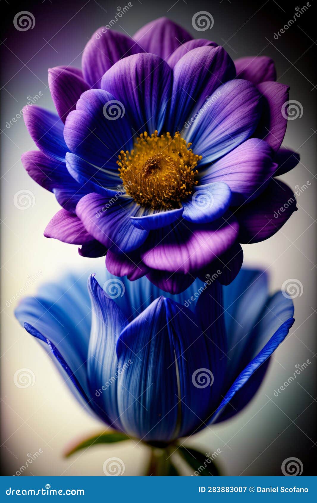 A Close Up of a Purple and Blue Flower. Generative AI Stock Image ...