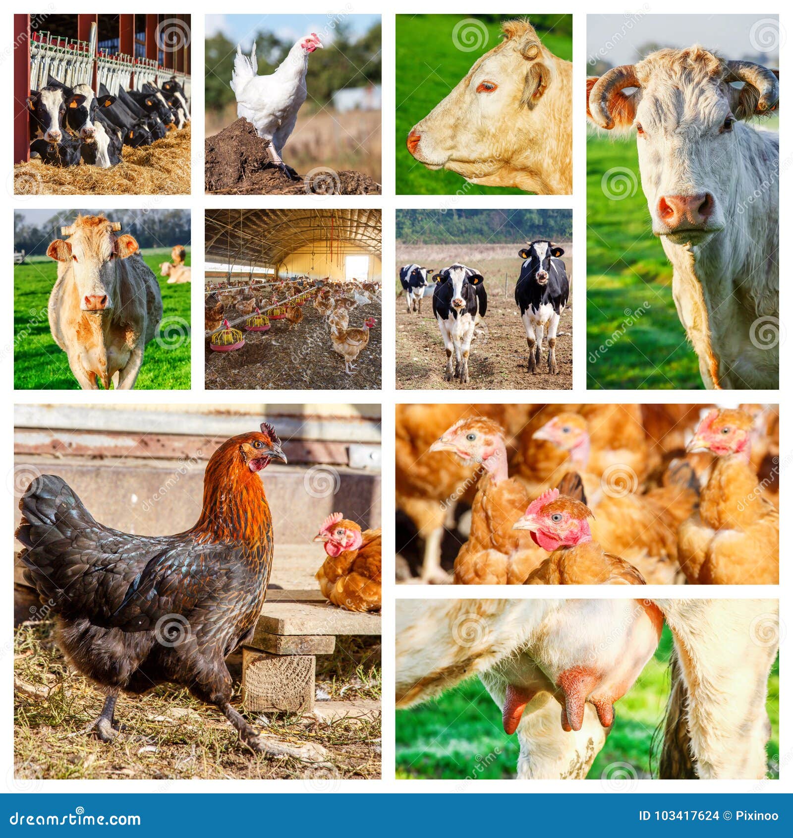 Collage Of Farm Animals. Royalty-Free Stock Image | CartoonDealer.com ...