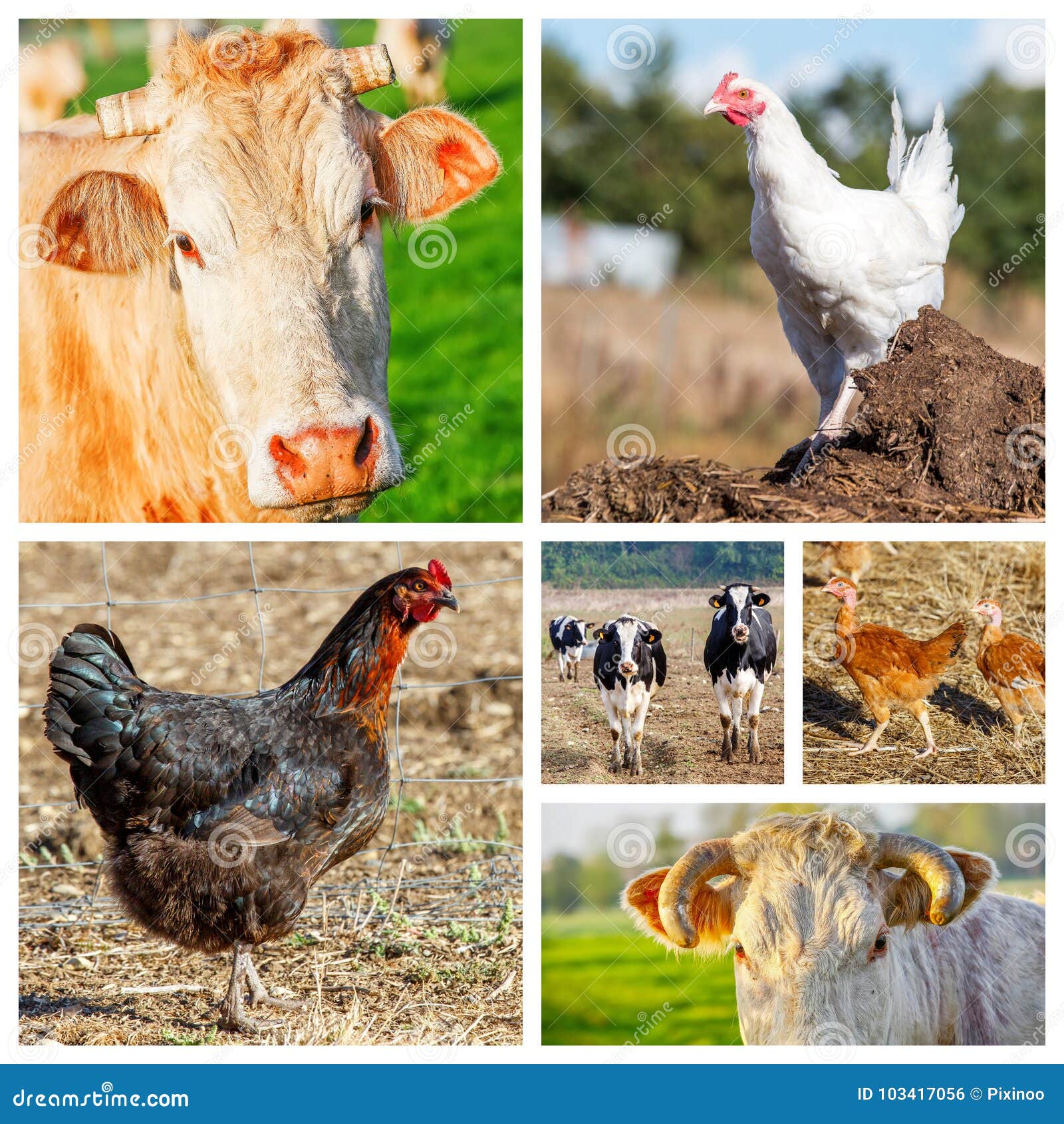 Collage Representing Several Farm Animals And Farmland Royalty-Free ...
