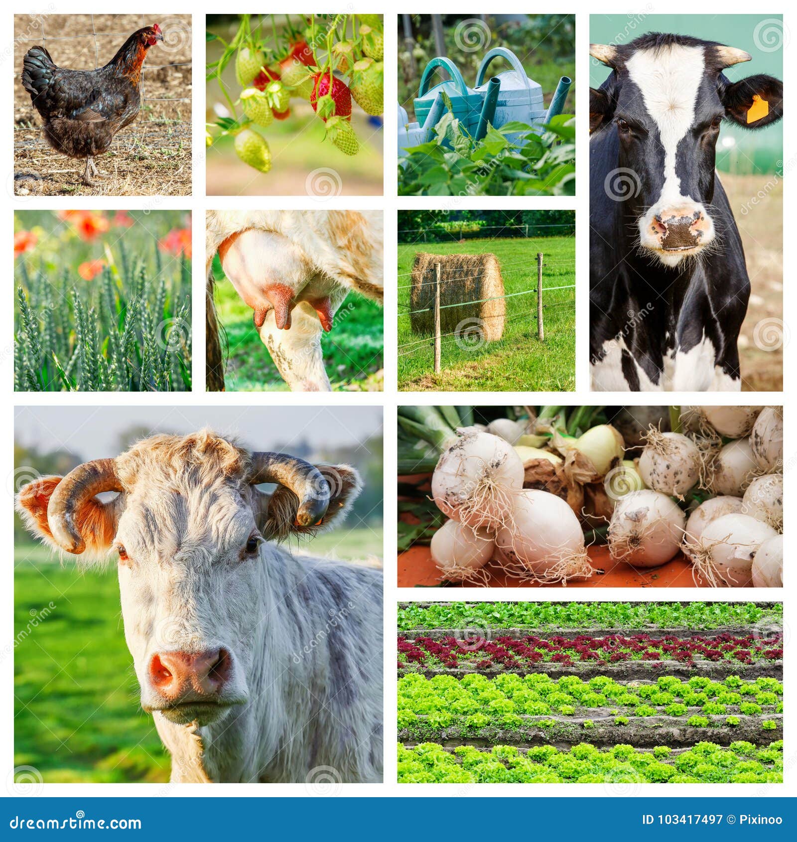Real Farm Animals Collage