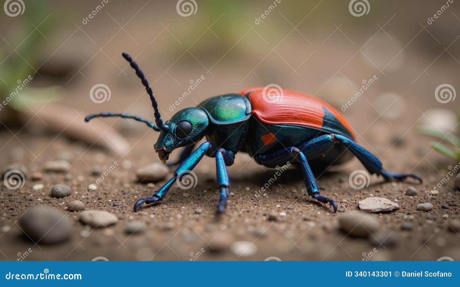 A Colored Bug Resides upon the Earth Blue Red Stock Illustration ...