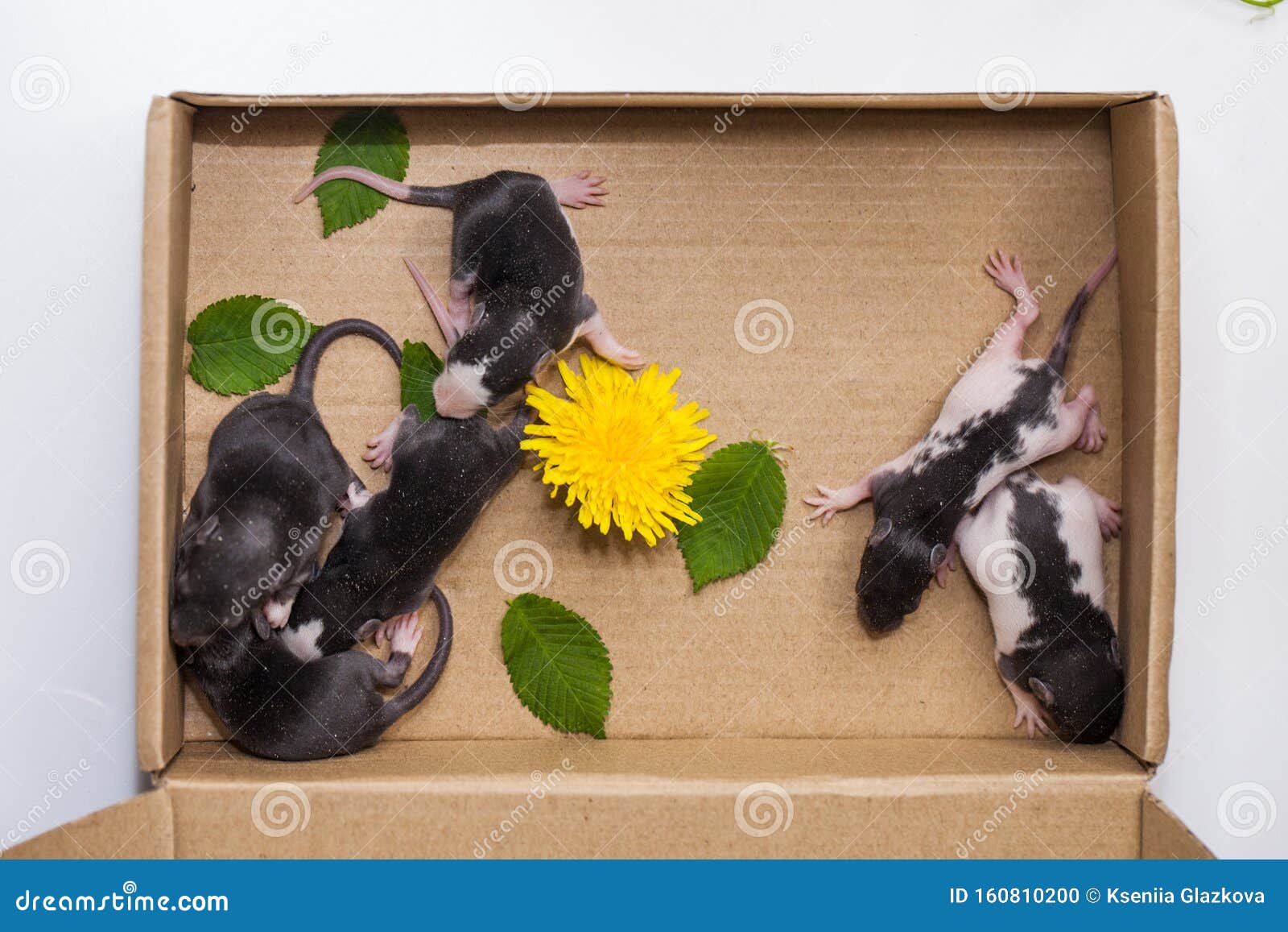 The Concept of Comfort. the Little Bald Rat is Resting. Stock Photo ...