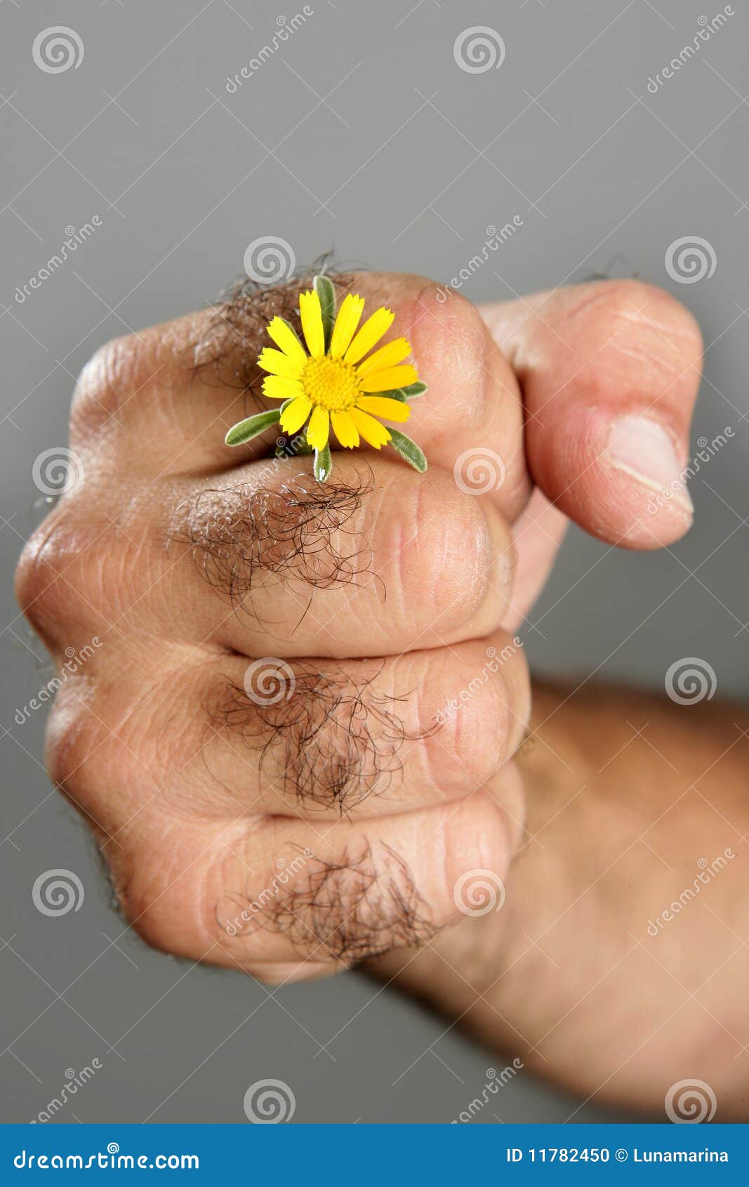 Concept and Contrast of Hairy Man Hand and Flower Stock Photo - Image ...