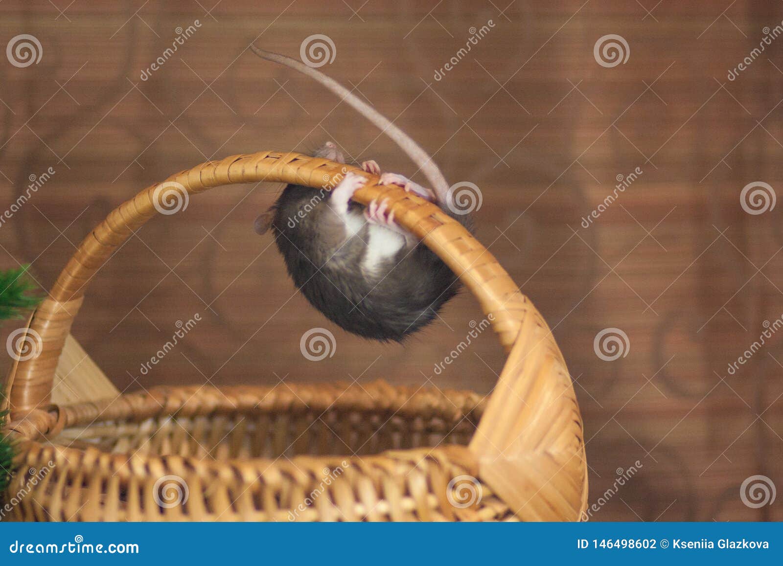 The Concept of a Crawling Mouse. Gray Mouse Stock Photo - Image of ...