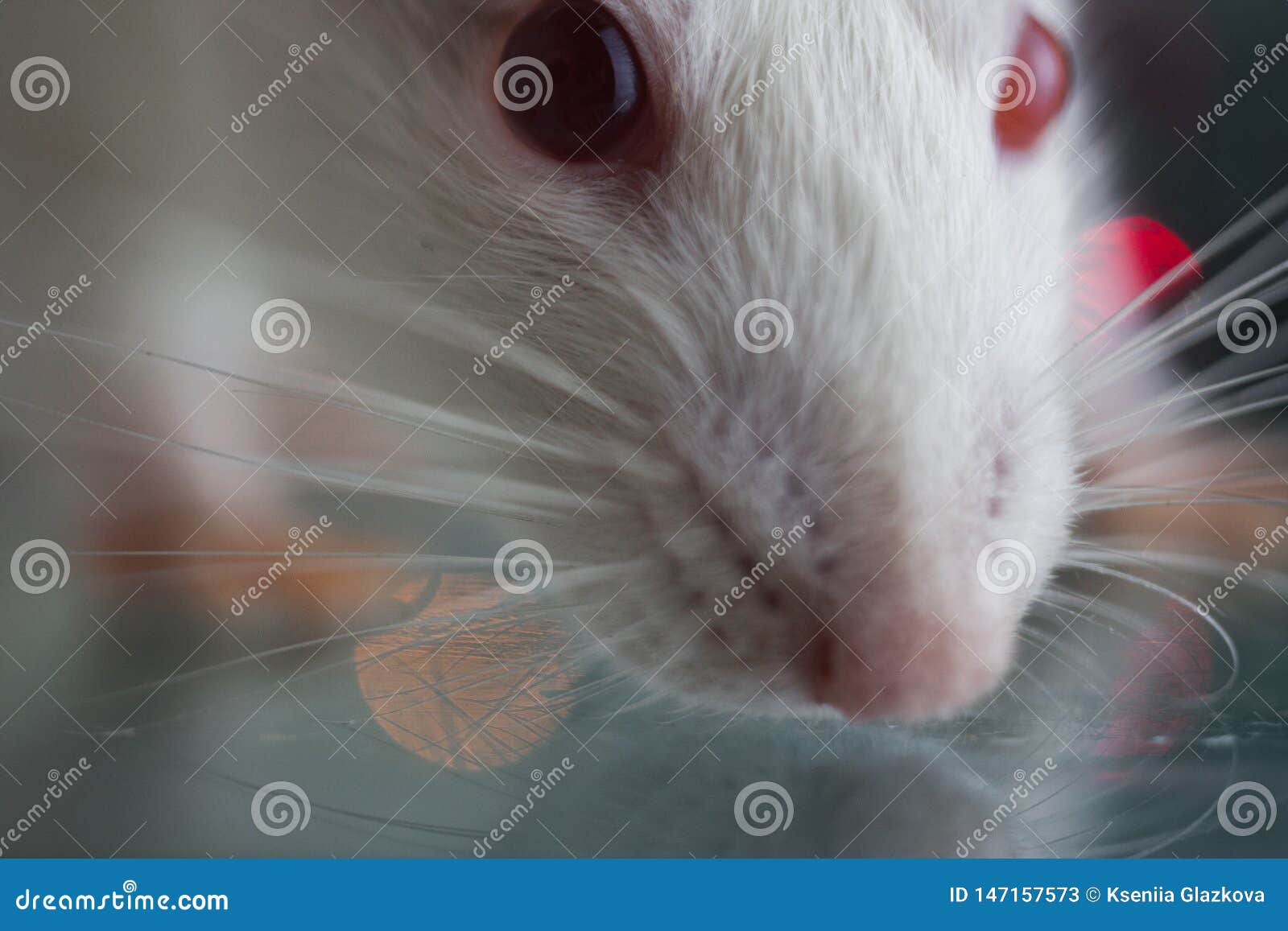 The Concept of Curiosity. Muzzle Rat Close-up Stock Image - Image of ...