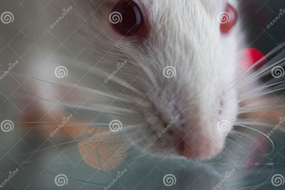 The Concept of Curiosity. Muzzle Rat Close-up Stock Image - Image of ...