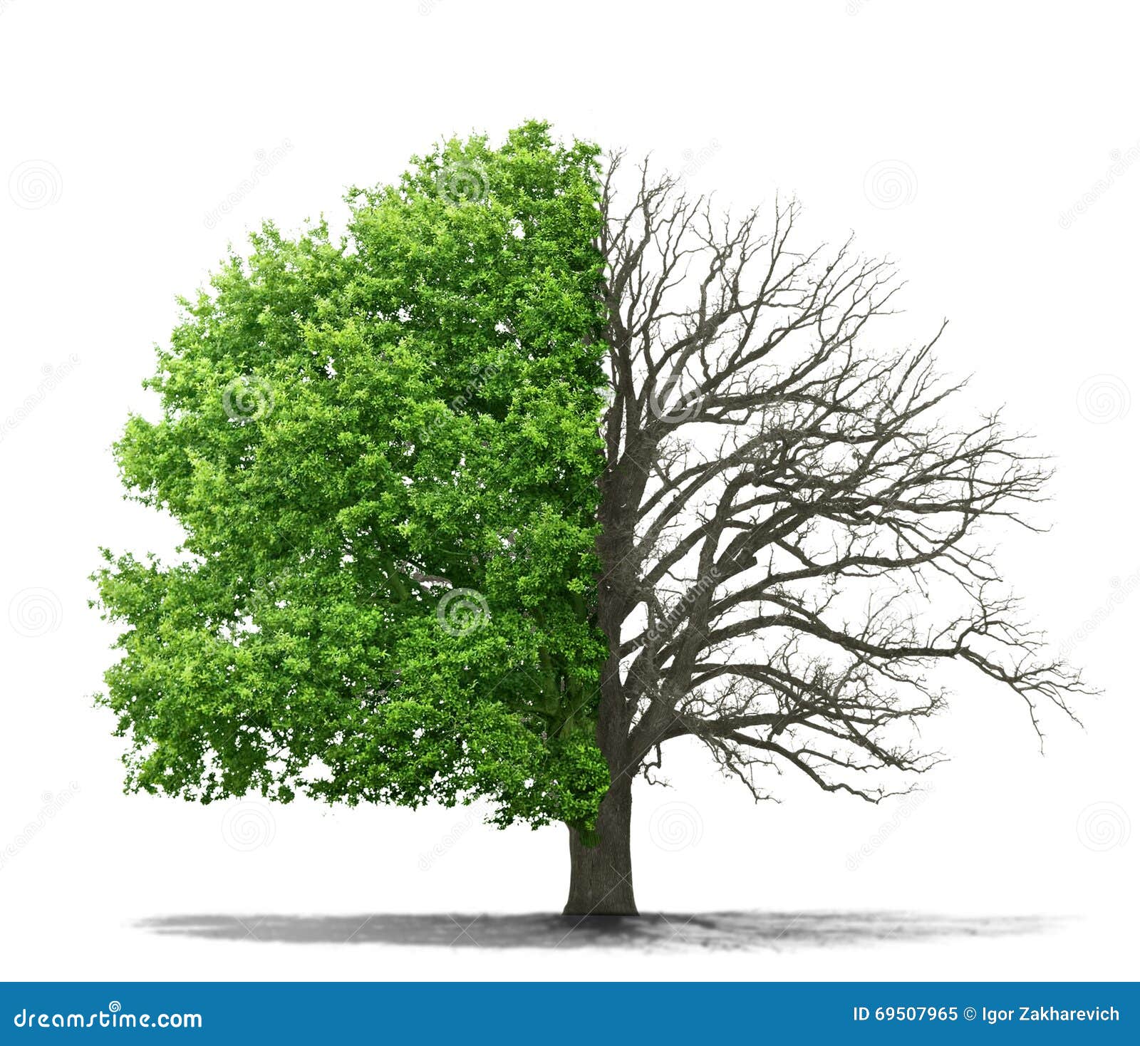 The Concept of the Dead and the Living Tree Stock Image - Image of ...