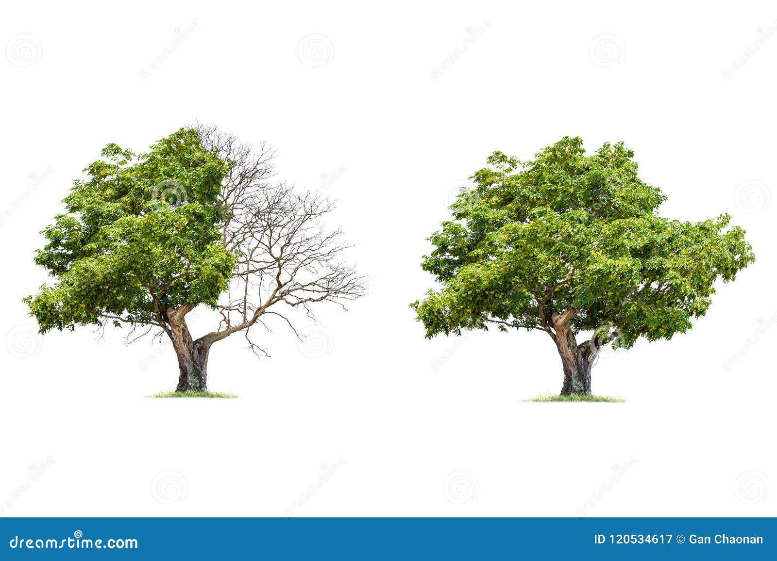 Concept of Doubleness. Dead Tree on One Side and Living Tree on the ...