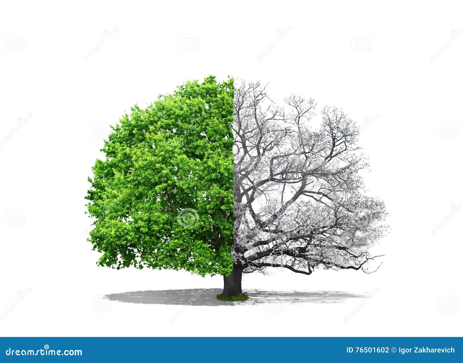 Half Dead Tree Drawing