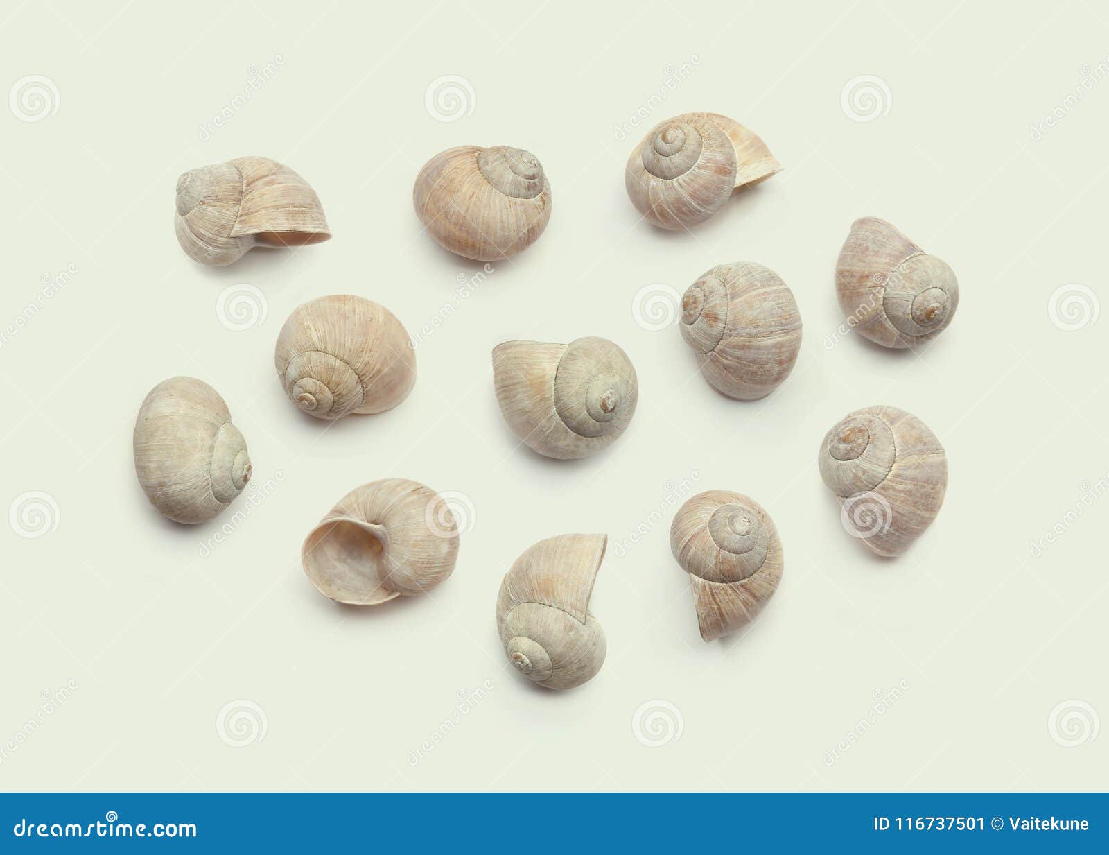 Composition of Empty Shells Vintage Filter Effect. Stock Image - Image ...