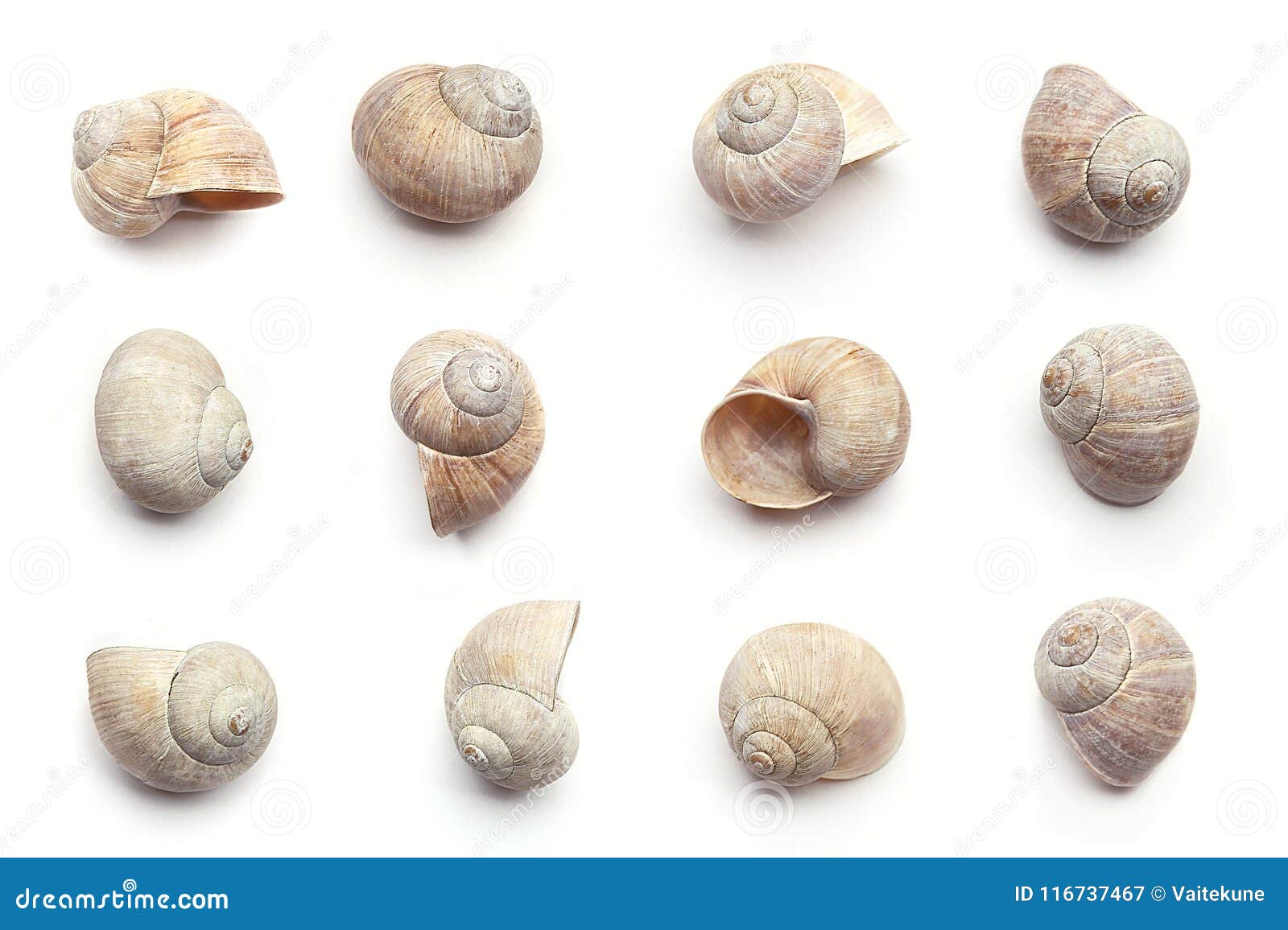 Set of Empty Snail Shells Isolated on White Background. Stock Image ...
