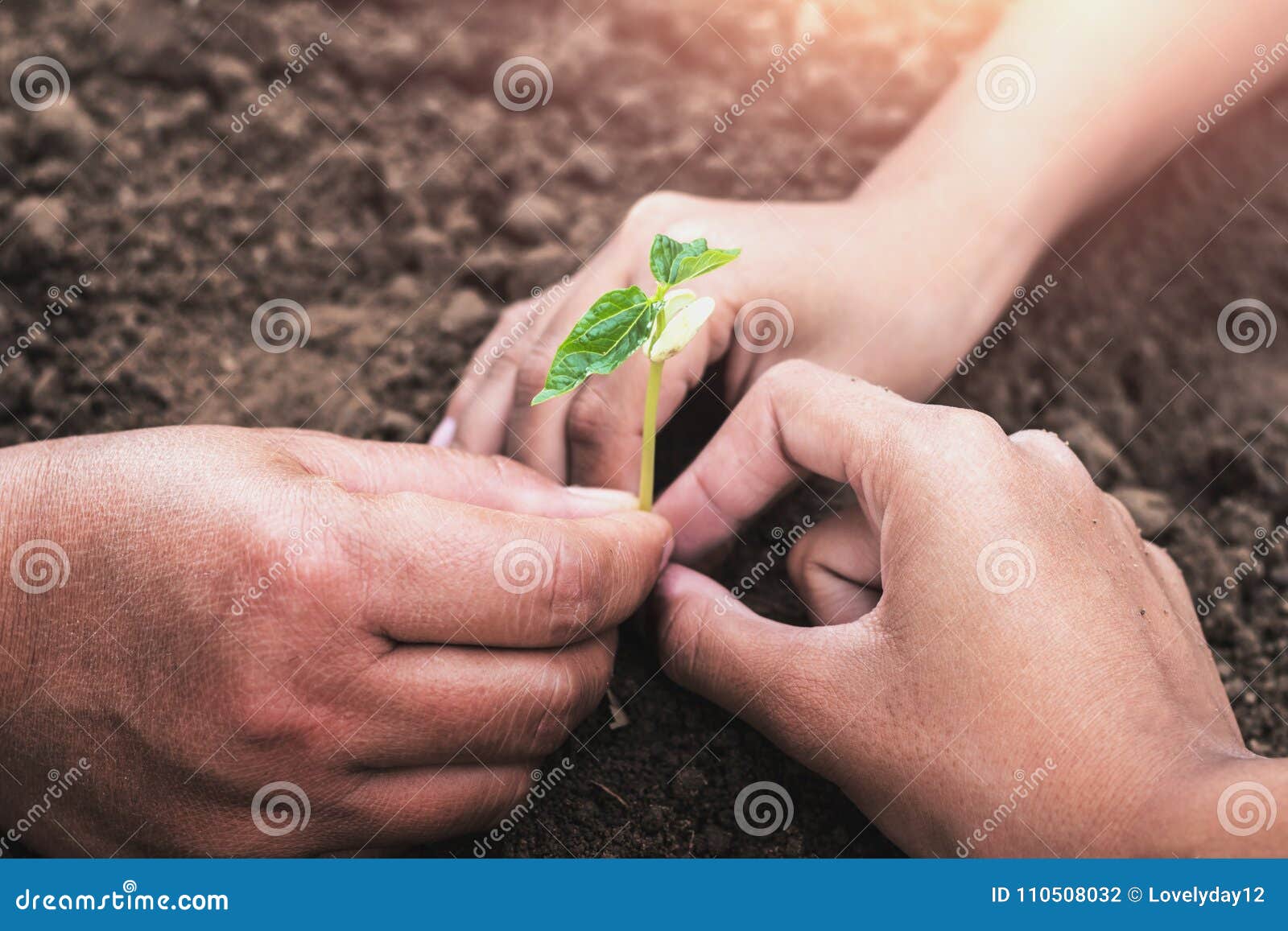 Concept Eco Hand Helping Planting Young Tree Stock Photo - Image of ...