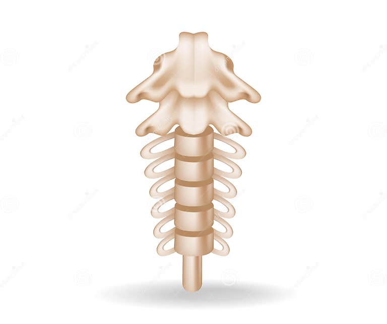 Concept Flat 3d Isometric Illustration of Spinal Anatomy Cutout Stock ... Concept Flat 3d Isometric Illustration of Spinal Anatomy Cutout Stock ...