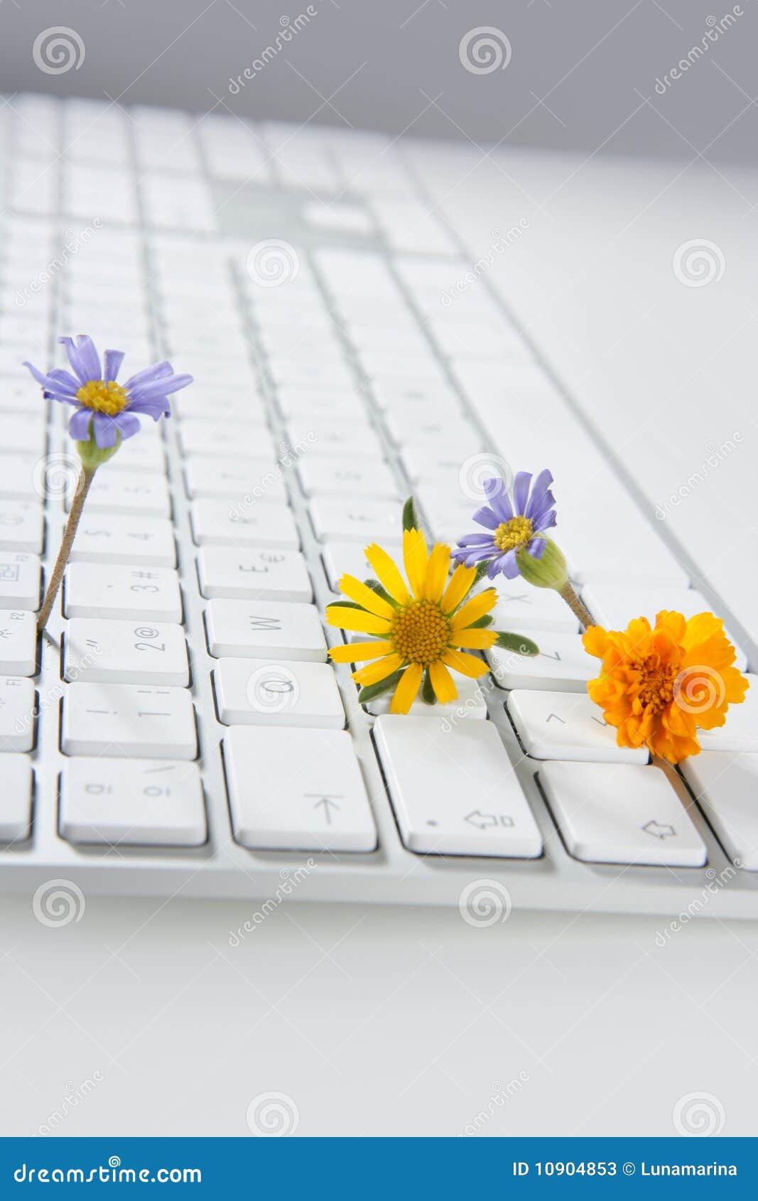 Concept of Flowers Growing from Computer Stock Image - Image of love ...