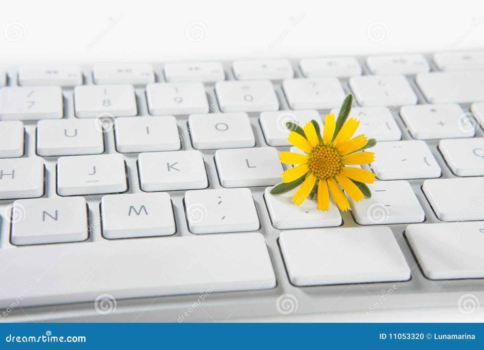 Concept of Flowers Growing from Computer Stock Photo - Image of bloom ...