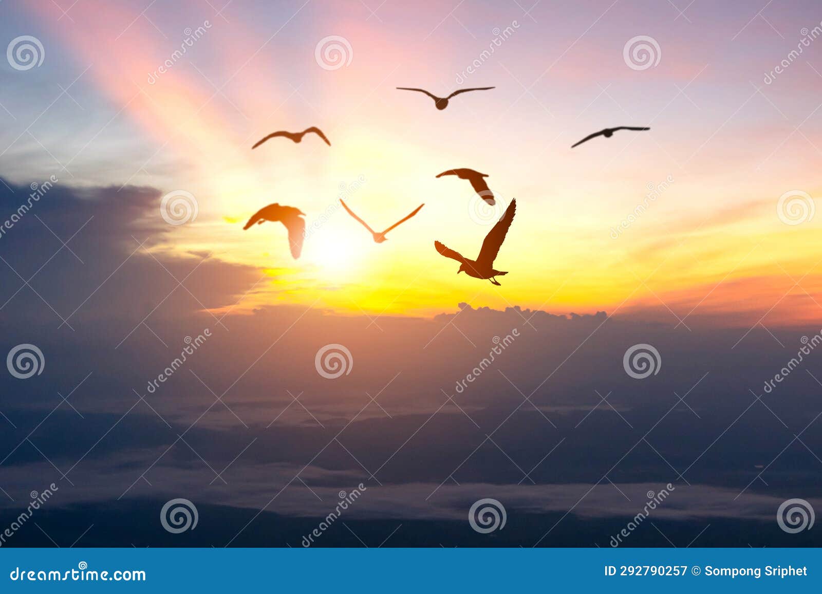 Concept of Freedom Bird Silhouettes in the Evening Sky Stock Image ...