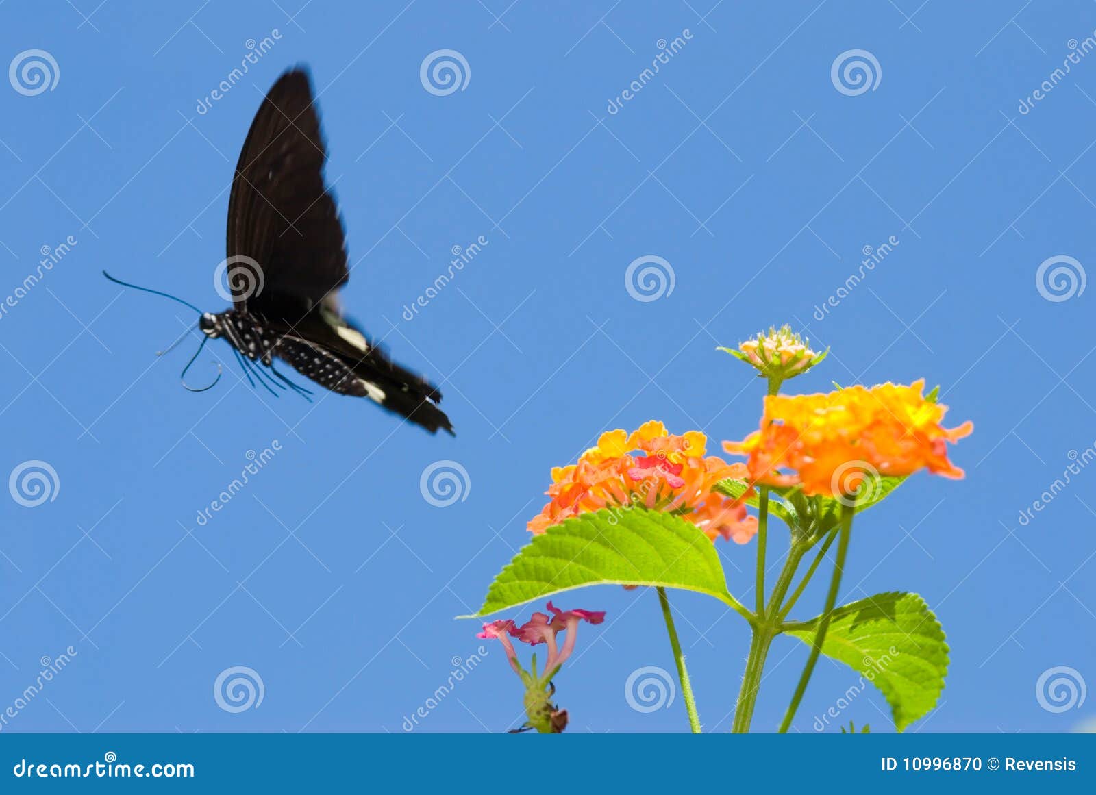 Concept of Freedom. Butterfly Free Flying Stock Photo - Image of black ...