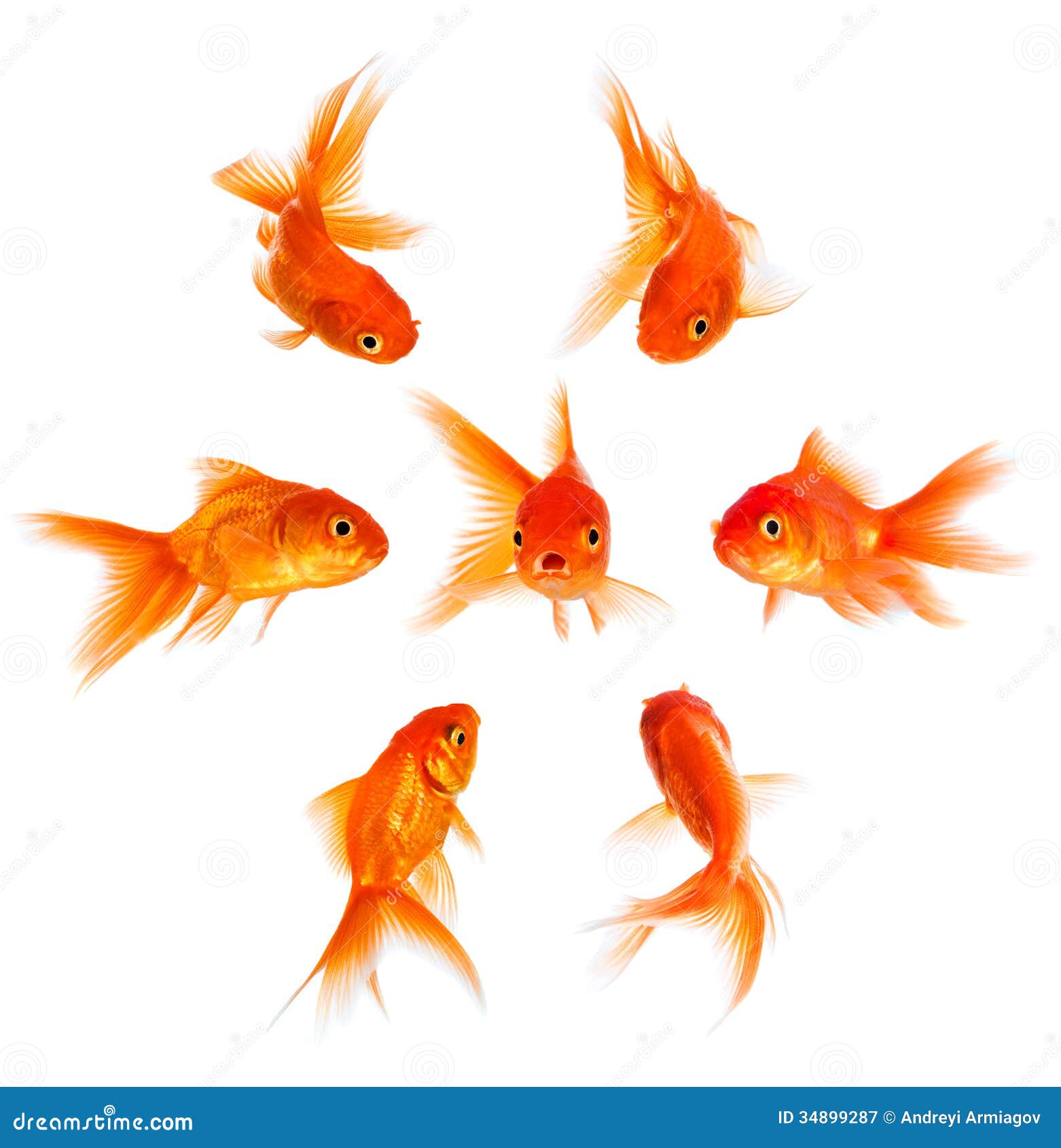 Concept with goldfish stock image. Image of organisation - 34899287