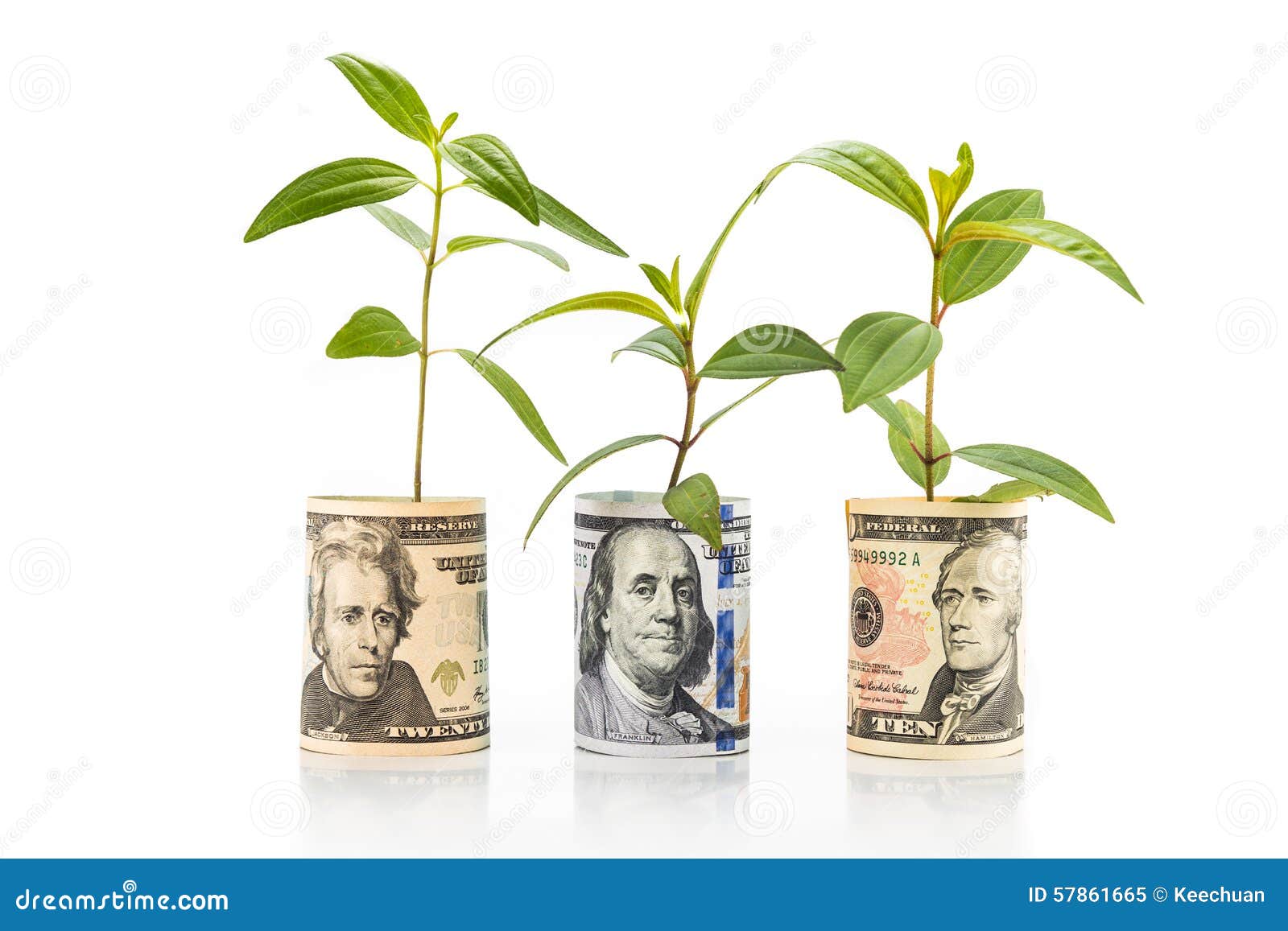 Concept of Green Plant Grow on US Dollar Currency Note Stock Image ...