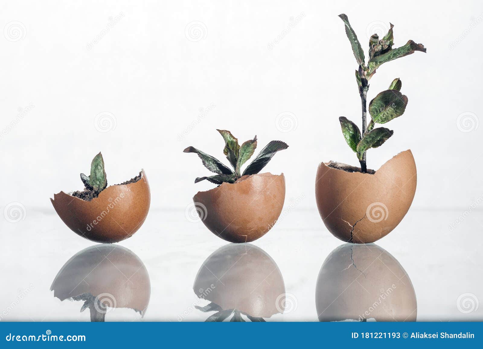 In Three Eggshells Filled with Earth Sprouts of Different Heights Stock ...