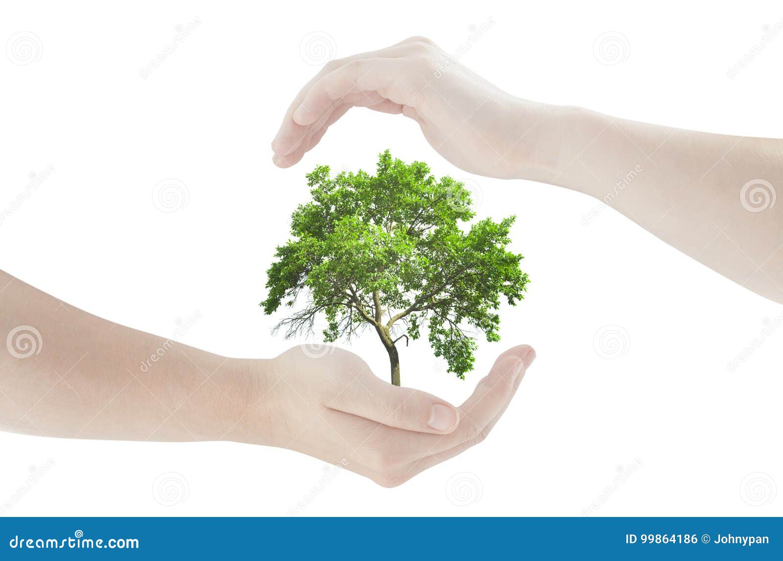 Concept of Hands Protecting Fresh Green Tree Stock Photo - Image of ...