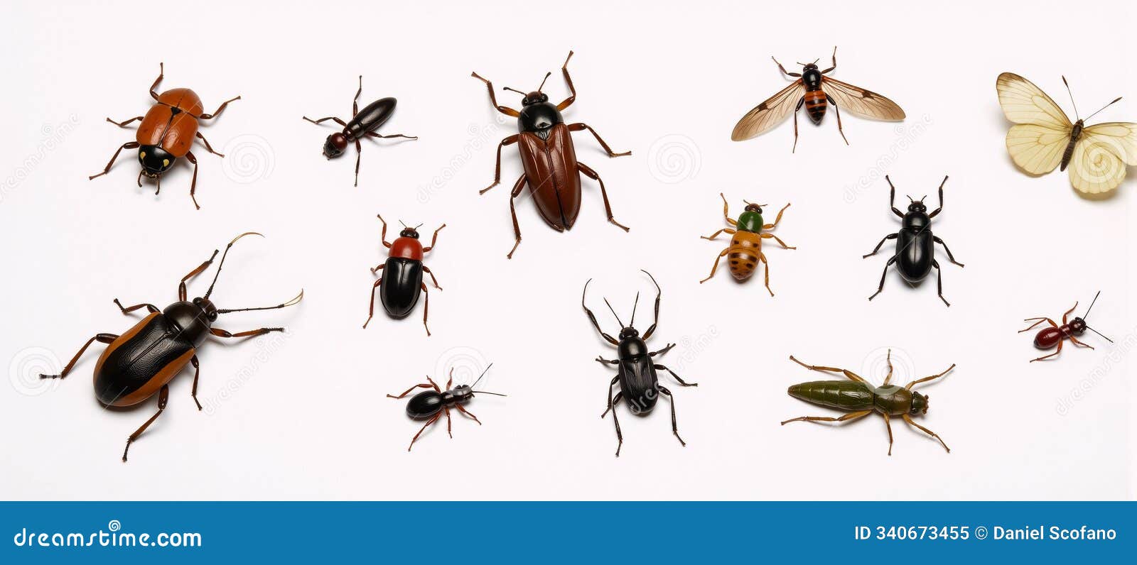 Highmagnification Image Showcases Various Bugs Against a Pure White ...