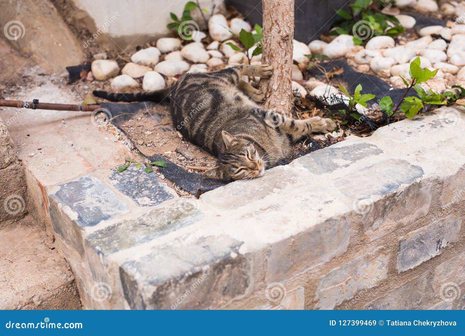 Concept of Homeless Animals - Cute Cat Outdoors Stock Image - Image of ...