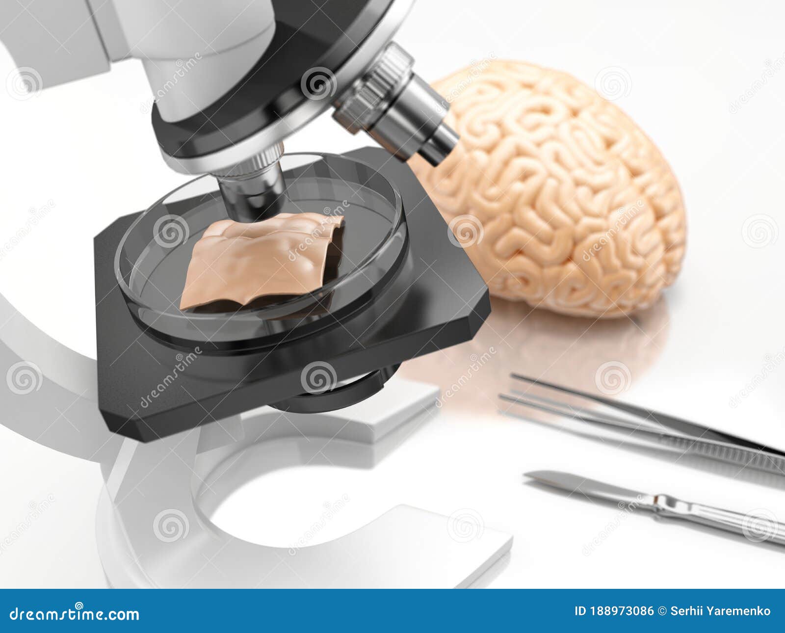 Brain tissue sample study stock photo. Image of body - 188973086