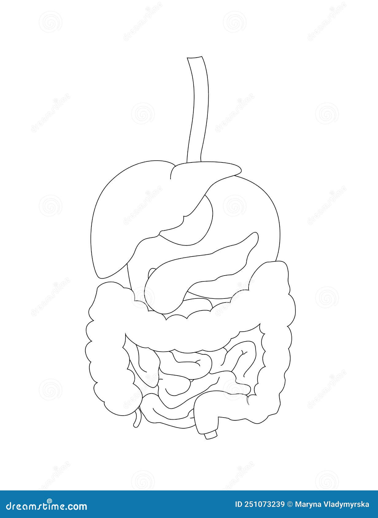 Concept of Human Digestive System. Outline Illustration for Banner ...