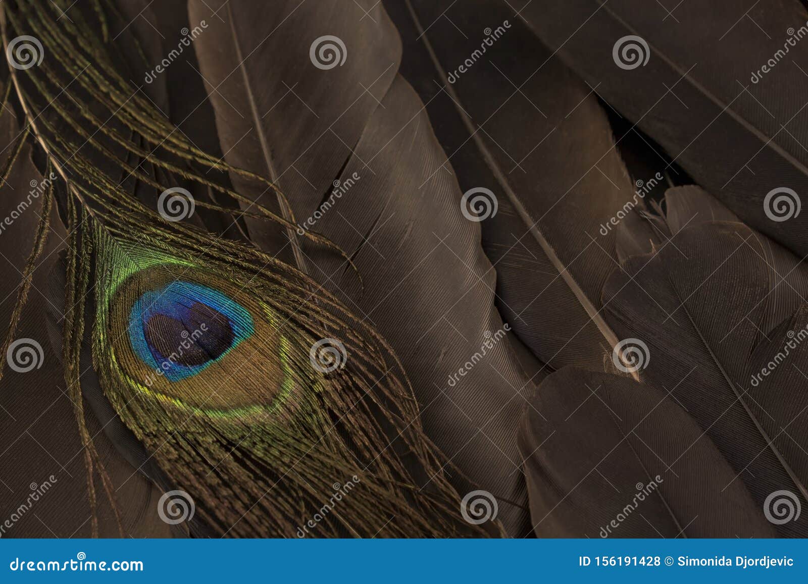 Concept of Individuality, Feathers and Peacock Feather Stock Photo ...